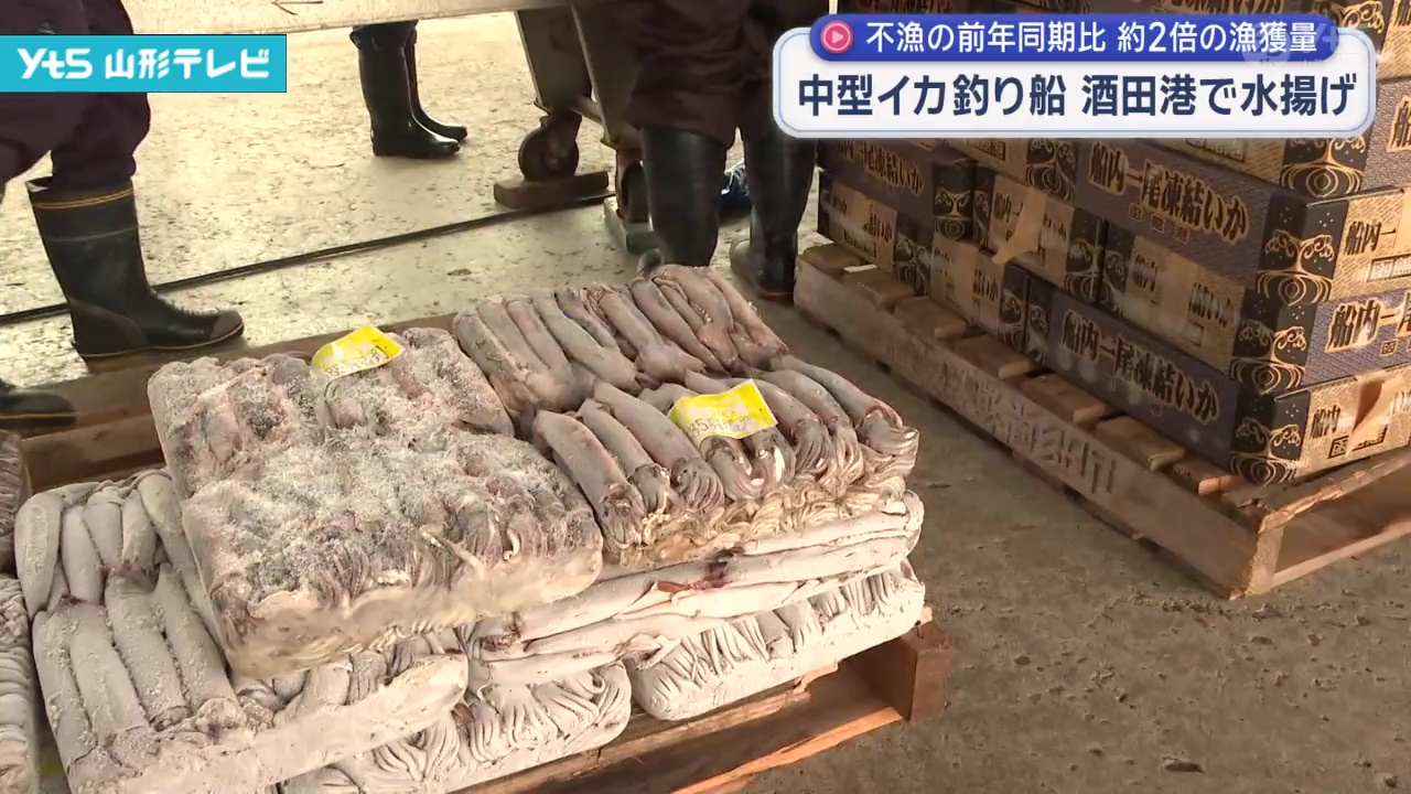 スルメイカの水揚げ 酒田港に入港 | YTS山形テレビ